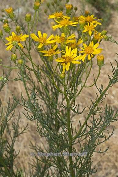 Senecio flaccidus var. douglassii