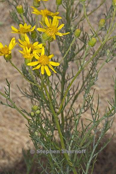 Senecio flaccidus var. douglassii