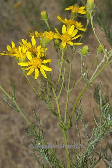 Senecio flaccidus var. douglassii