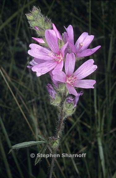 Sidalcea oregana ssp. spicata
