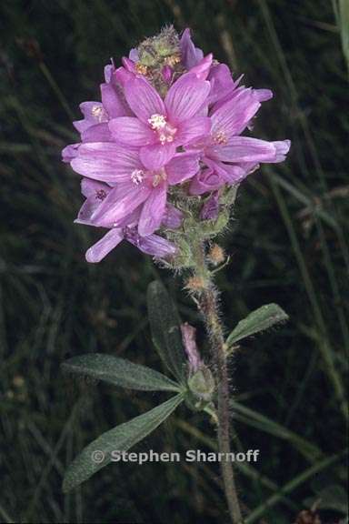 Sidalcea oregana ssp. spicata