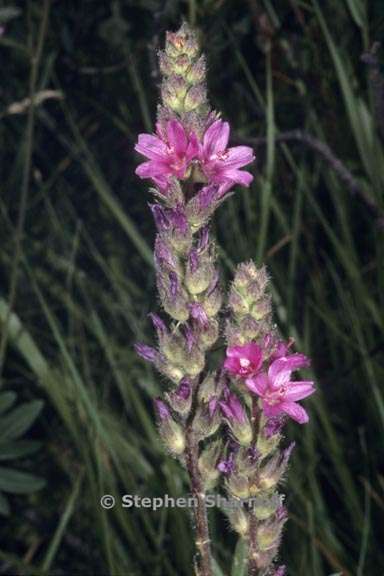 Sidalcea oregana ssp. spicata