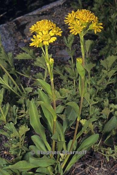 Solidago multiradiata