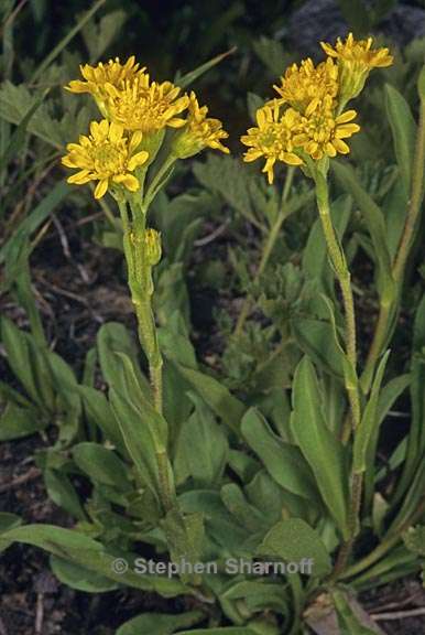 Solidago multiradiata
