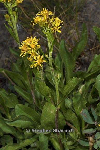 Solidago multiradiata