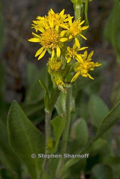 Solidago multiradiata