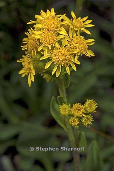 Solidago multiradiata