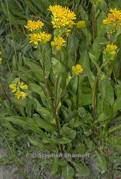 Solidago multiradiata