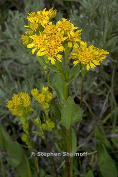 Solidago multiradiata