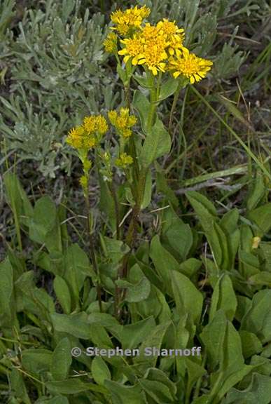 Solidago multiradiata