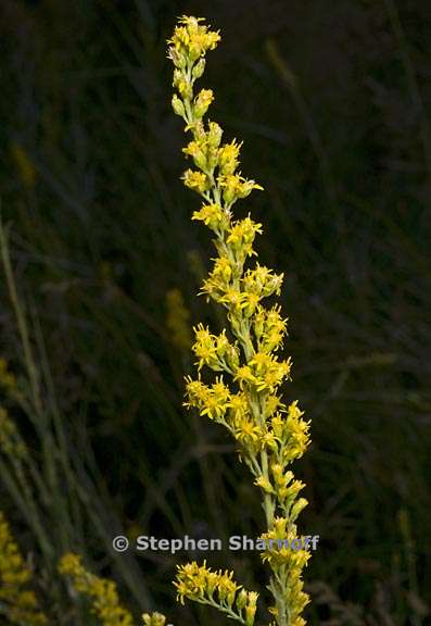 Solidago velutina ssp. californica