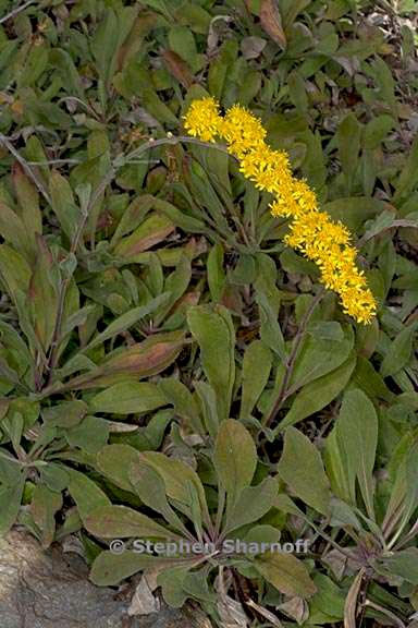 Solidago velutina ssp. californica