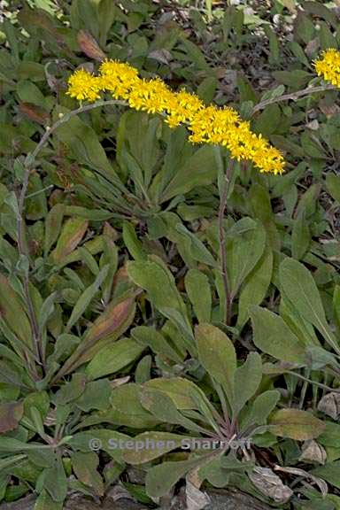 Solidago velutina ssp. californica