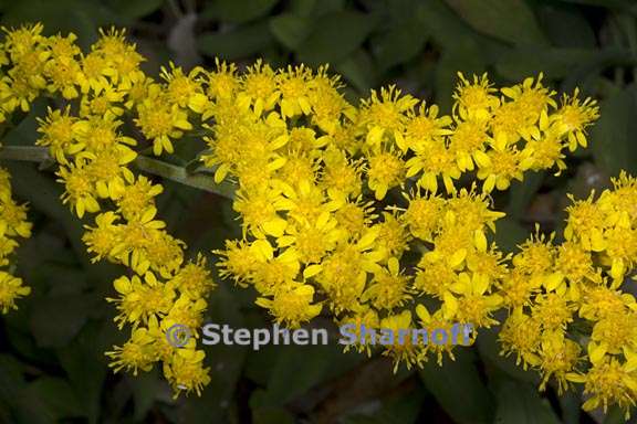 Solidago velutina ssp. californica