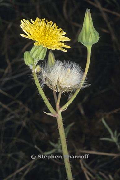 Sonchus oleraceus
