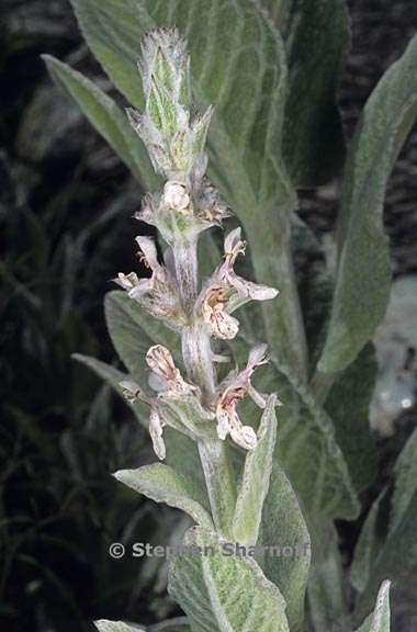 Stachys albens