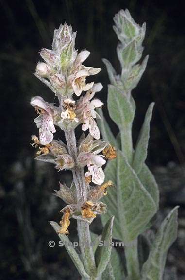 Stachys albens