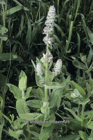 Stachys albens