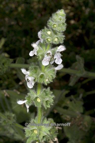 Stachys albens