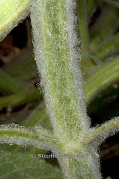 Stachys albens
