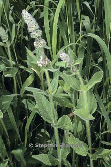 Stachys albens