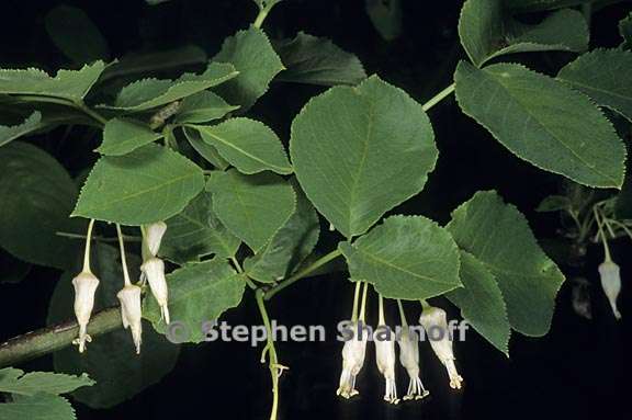 Staphylea bolanderi