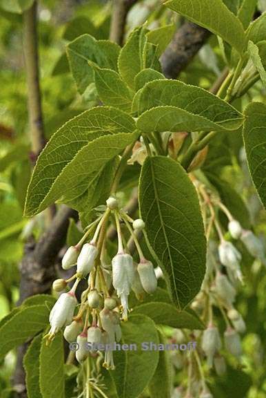 Staphylea bolanderi