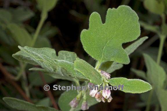 Symphoricarpos mollis