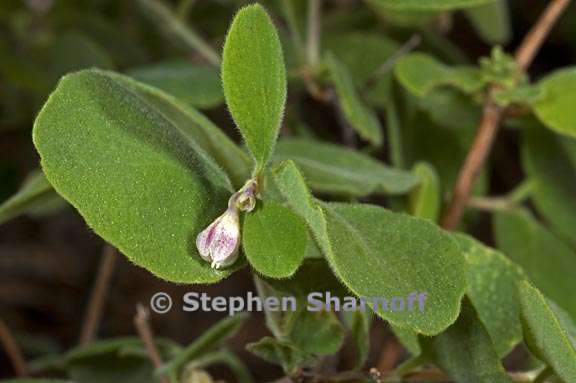 Symphoricarpos mollis