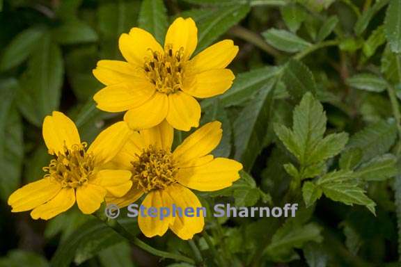 Tagetes nelsonii