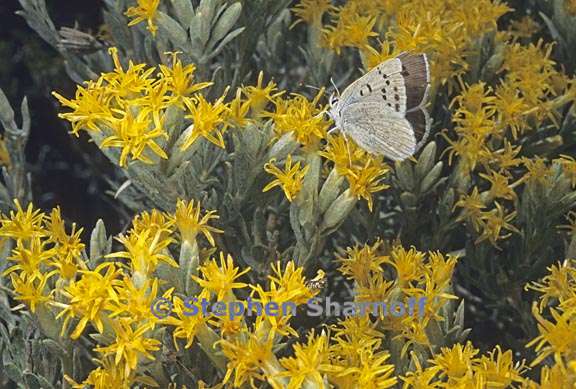 Tetradymia canescens