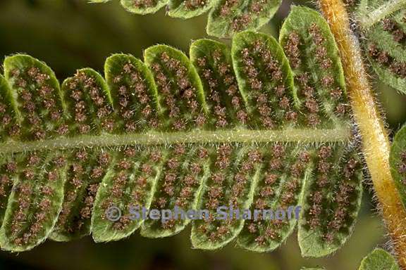 Thelypteris conspersa