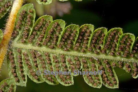 Thelypteris conspersa