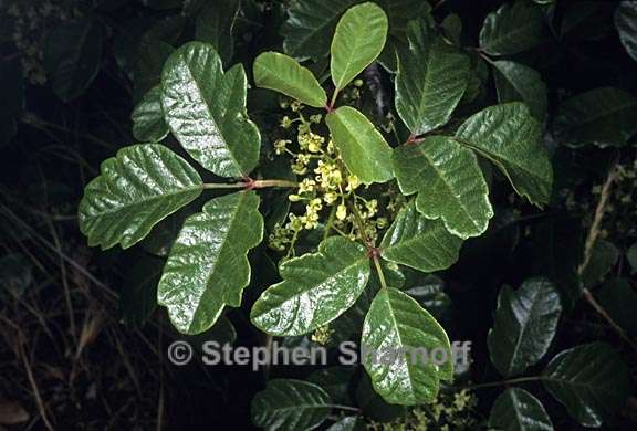 Toxicodendron diversilobum