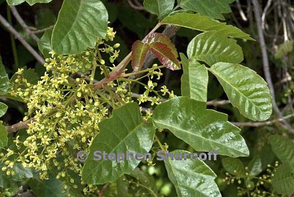 Toxicodendron diversilobum