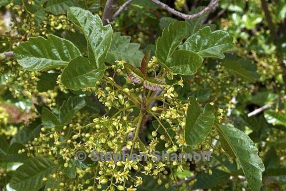 Toxicodendron diversilobum