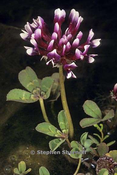 Trifolium variegatum var. major