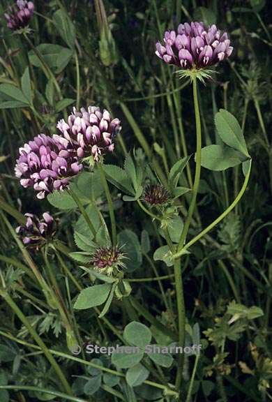 Trifolium variegatum var. major