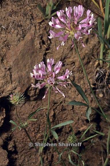 Trifolium willdenovii