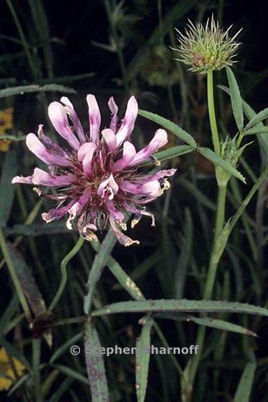 Trifolium willdenovii