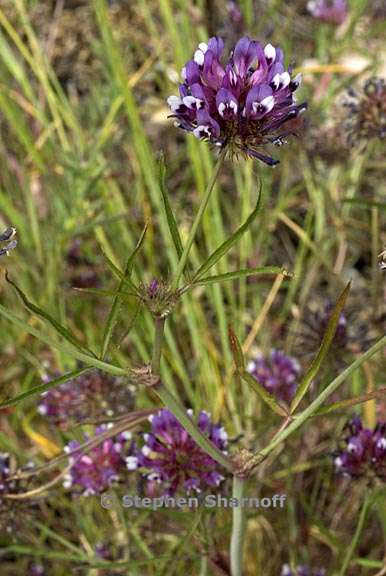 Trifolium willdenovii