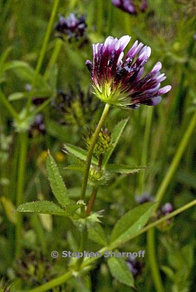 Trifolium willdenovii