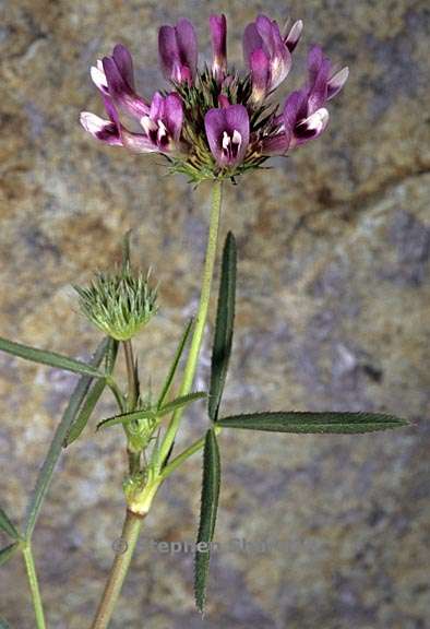 Trifolium willdenovii