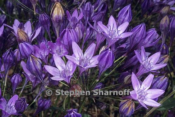 Triteleia bridgesii