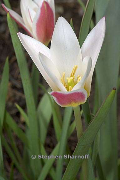 Tulipa clusiana