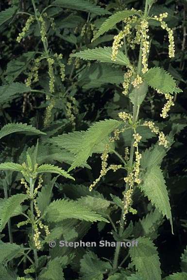 Urtica dioica ssp. holosericea