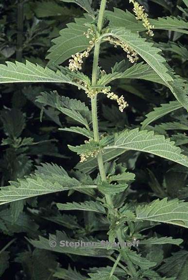 Urtica dioica ssp. holosericea