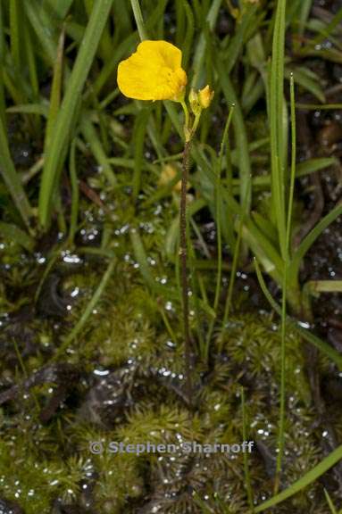 Utricularia intermedia
