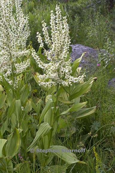 Veratrum californicum var. californicum