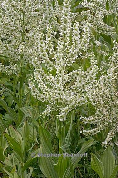 Veratrum californicum var. californicum